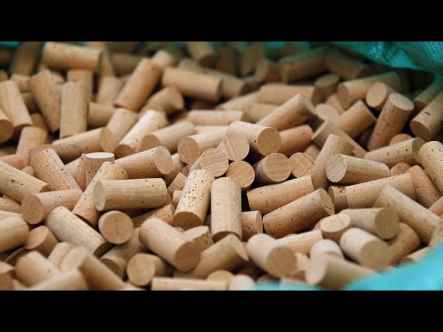 Morocco Introduces Innovative and Improved Cork Harvesting Method