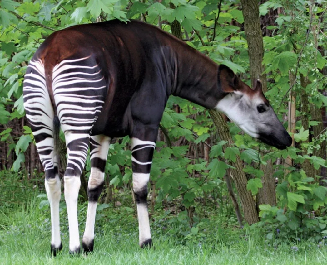 Honoring Africa's Distinctive Wildlife for World Animal Month - African ...