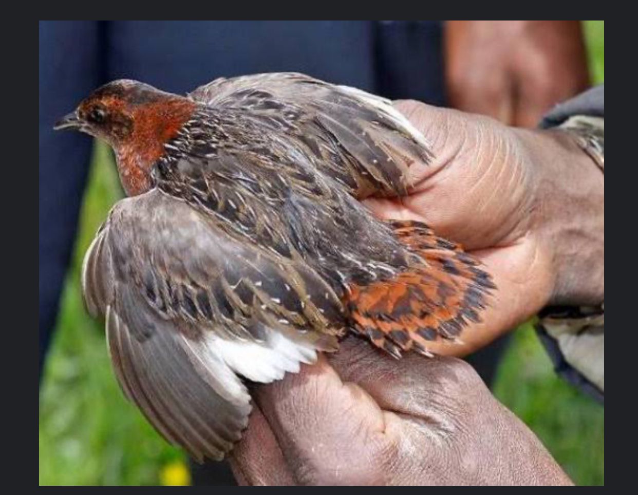 Sarothrura Ayresi: A Curated Story About Africa's Rarest Bird - African ...